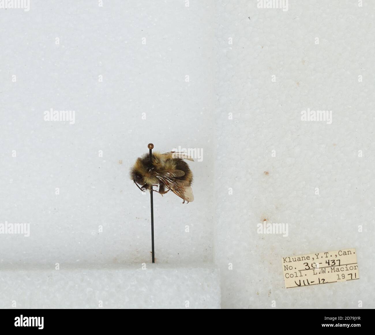 Kluane, Yukon Territory, Canada, Bombus bifarius nearcticus, Animalia ...