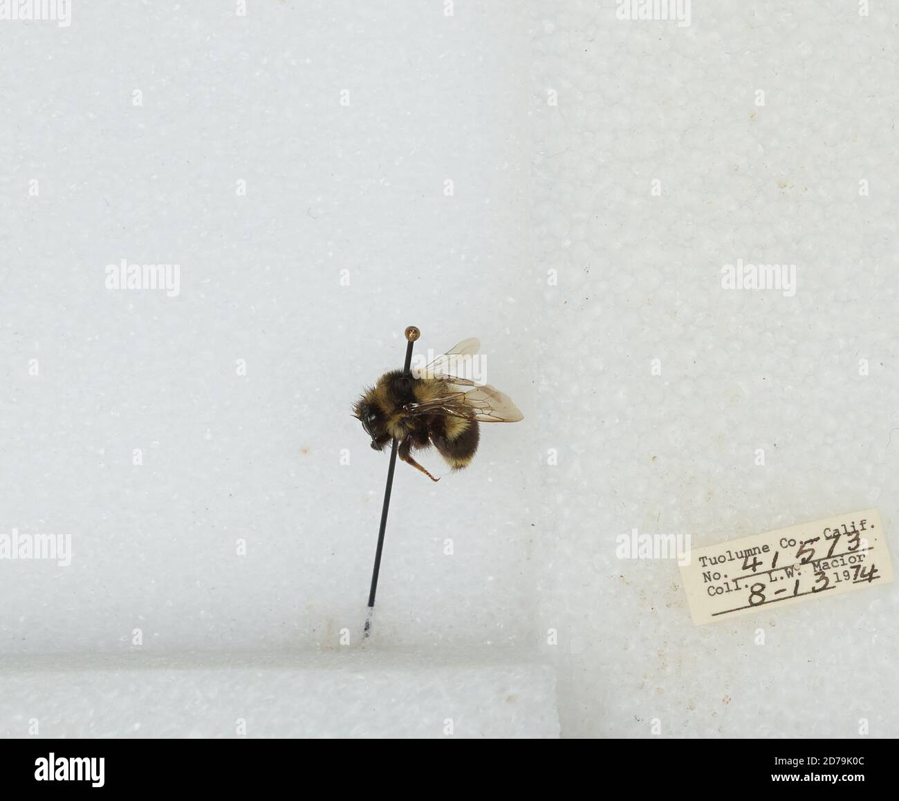 Tuolumne, California, United States, Bombus bifarius nearcticus ...