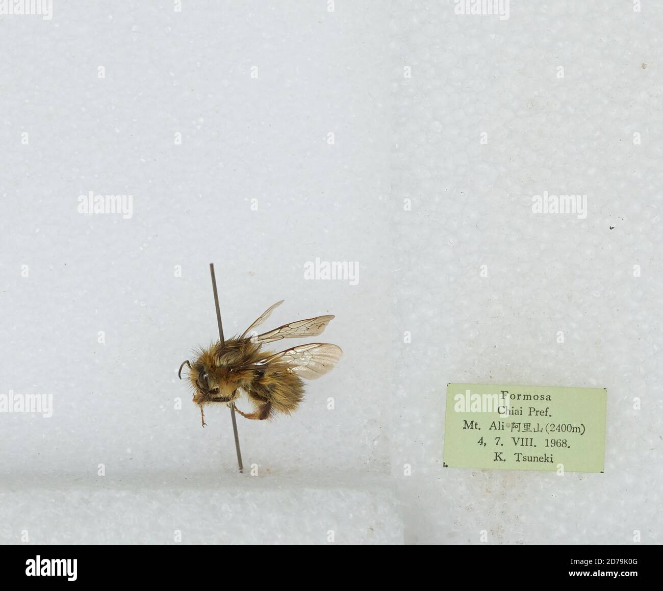 Mt. Ali, Chiayi, Taiwan, Bombus sp., Animalia, Arthropoda, Insecta ...