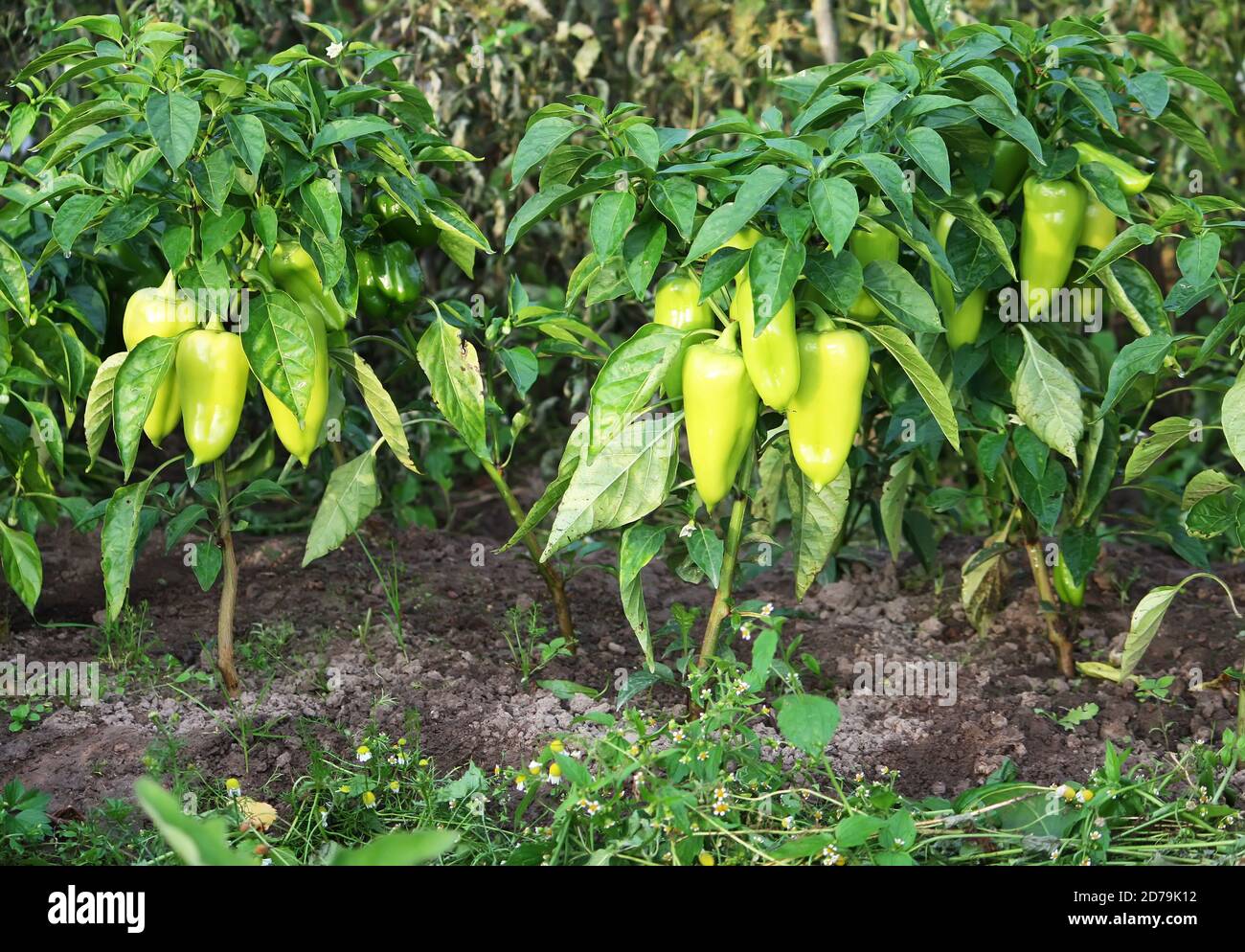 Green paprika plants growing in the garden Stock Photo - Alamy