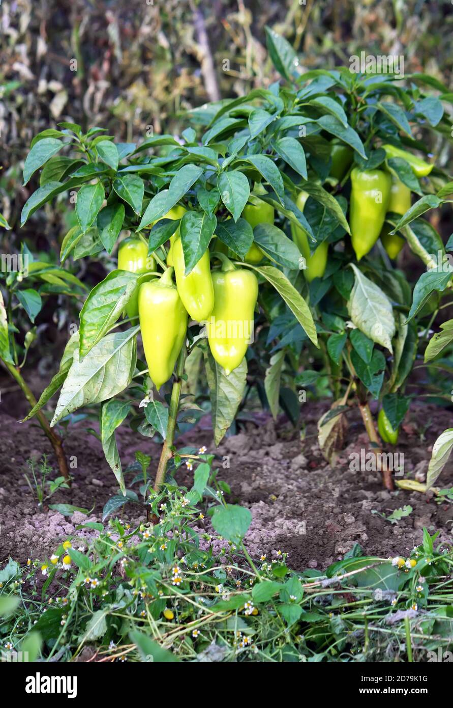 Paprika plants hi-res stock photography and images - Alamy