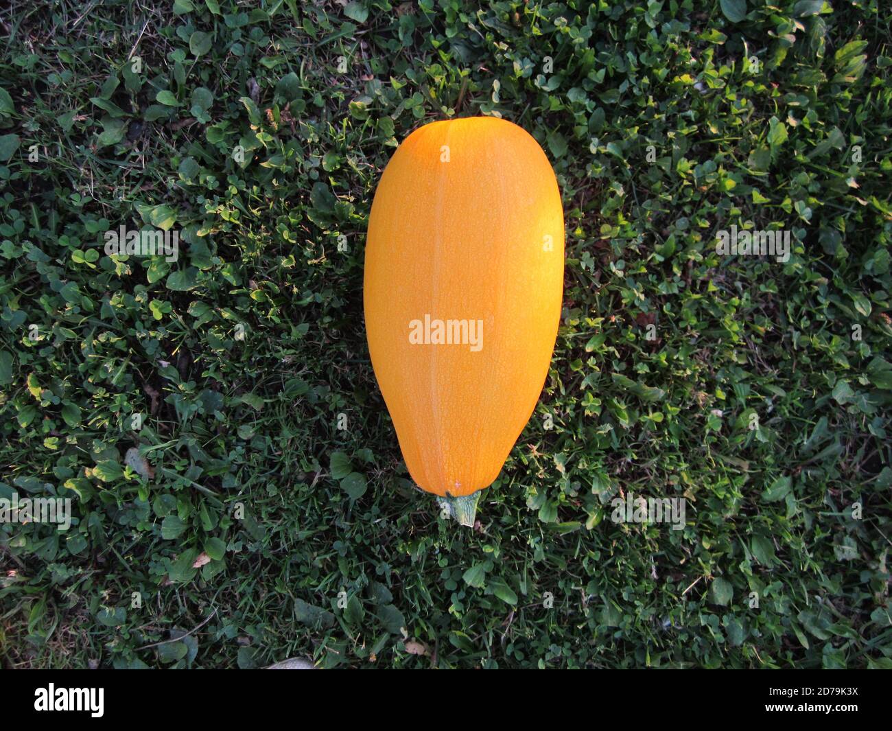 Squash vegetable on green grass background outdoors Stock Photo - Alamy