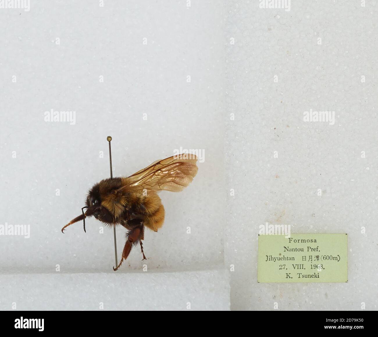 Jihyuehtan, Nantou, Taiwan, Bombus sp., Animalia, Arthropoda, Insecta ...