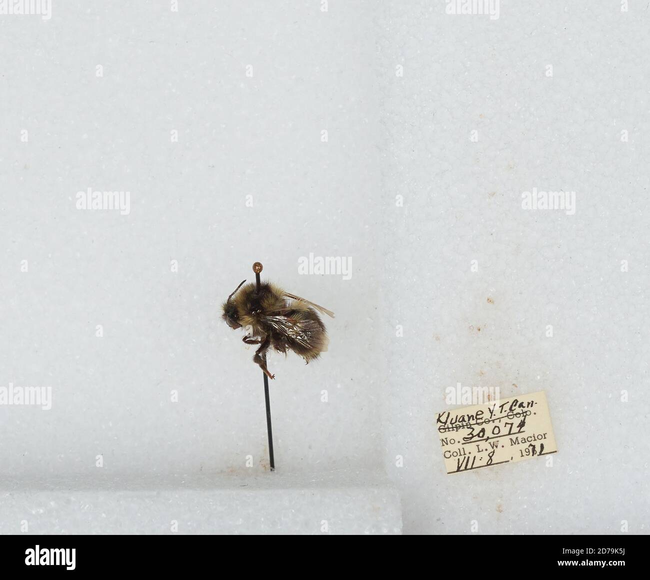 Kluane, Yukon Territory, Canada, Bombus bifarius nearcticus, Animalia ...