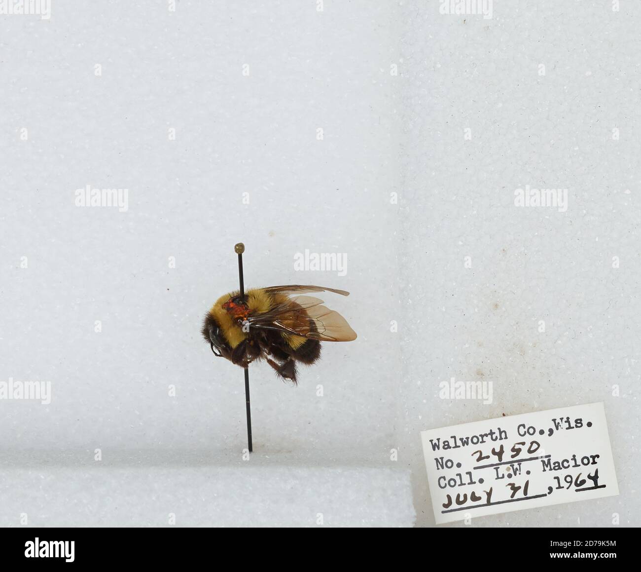 Walworth, Wisconsin, United States, Bombus (Bombus) affinis Cresson ...