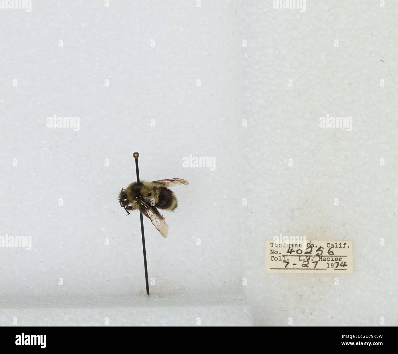 Tuolumne, California, United States, Bombus bifarius nearcticus ...