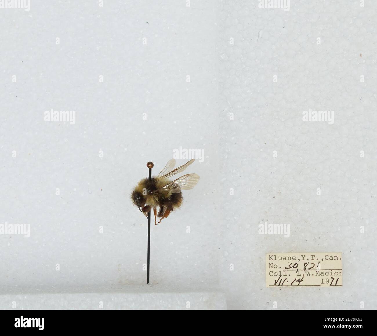 Kluane, Yukon Territory, Canada, Bombus bifarius nearcticus, Animalia, Arthropoda, Insecta ...