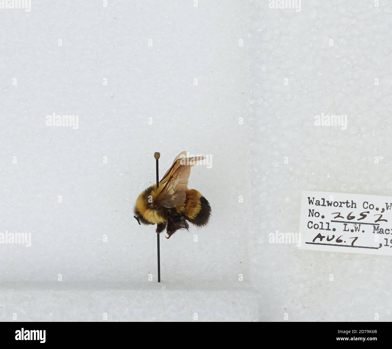 Walworth, Wisconsin, United States, Bombus (Bombus) affinis Cresson ...