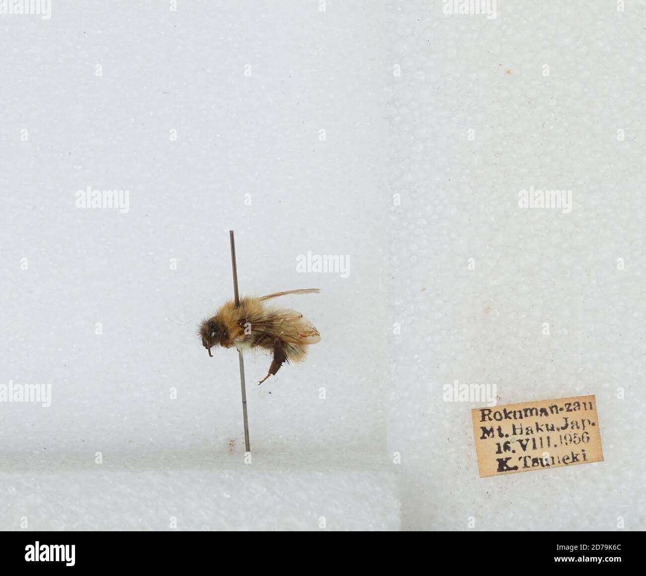 Rokuman-zan, Mt. Haku, Japan, Bombus sp., Animalia, Arthropoda, Insecta ...