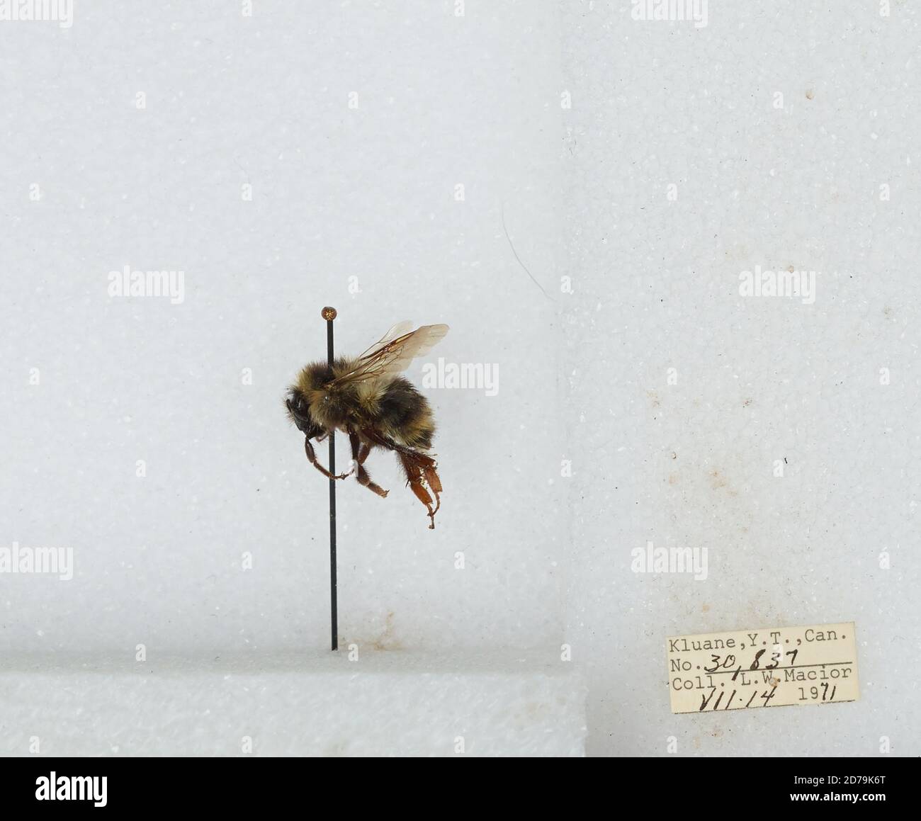 Kluane, Yukon Territory, Canada, Bombus bifarius nearcticus, Animalia ...
