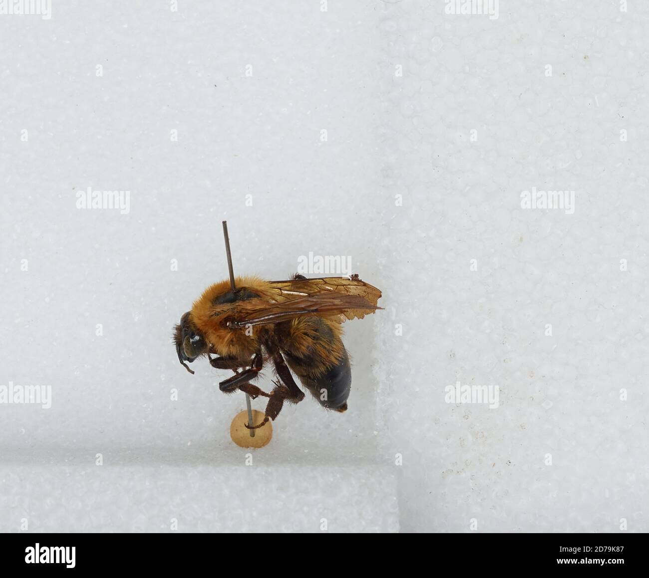 Bombus sp., Animalia, Arthropoda, Insecta, Hymenoptera, Apidae, Apinae ...