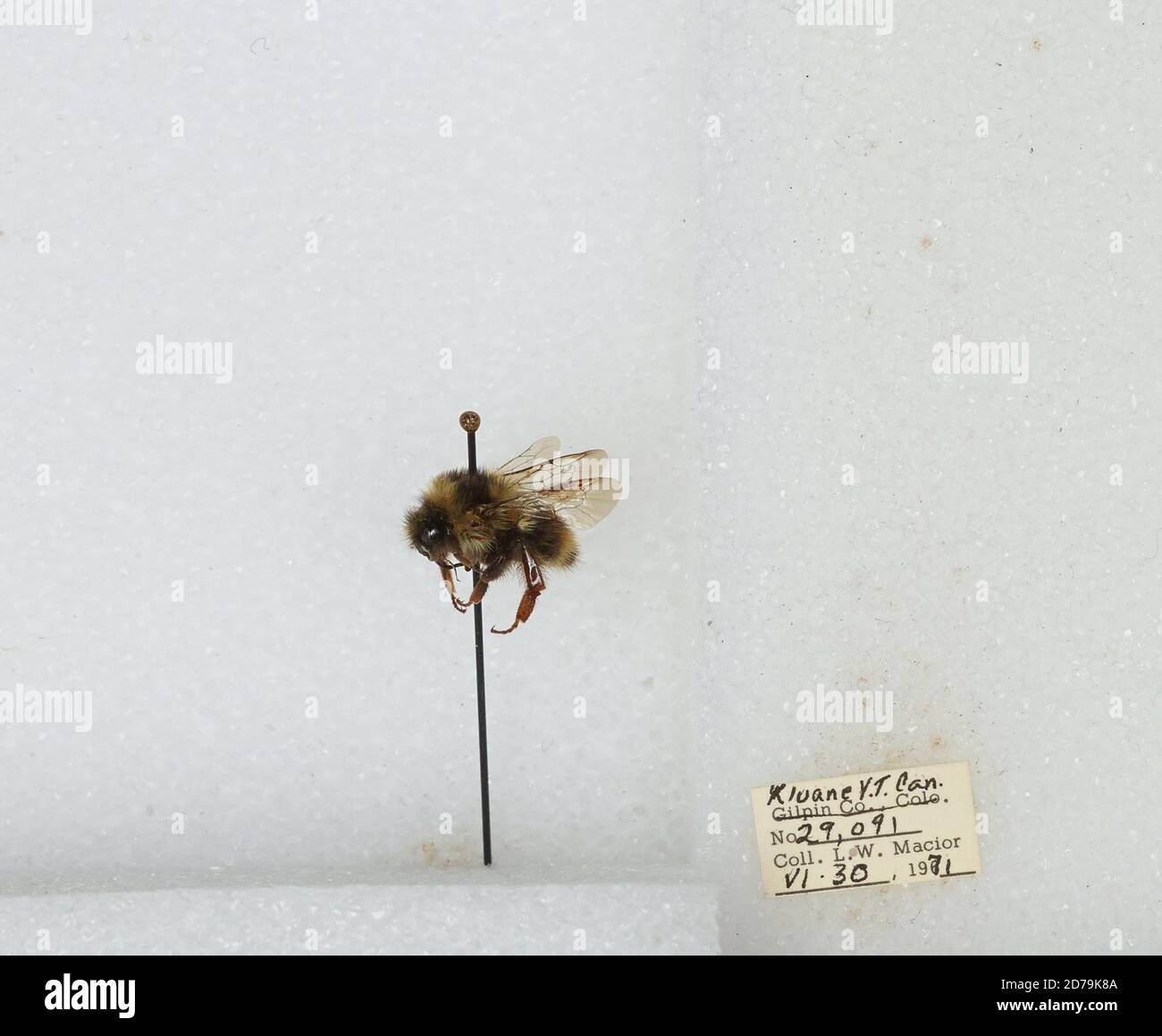 Kluane, Yukon Territory, Canada, Bombus bifarius nearcticus, Animalia, Arthropoda, Insecta ...