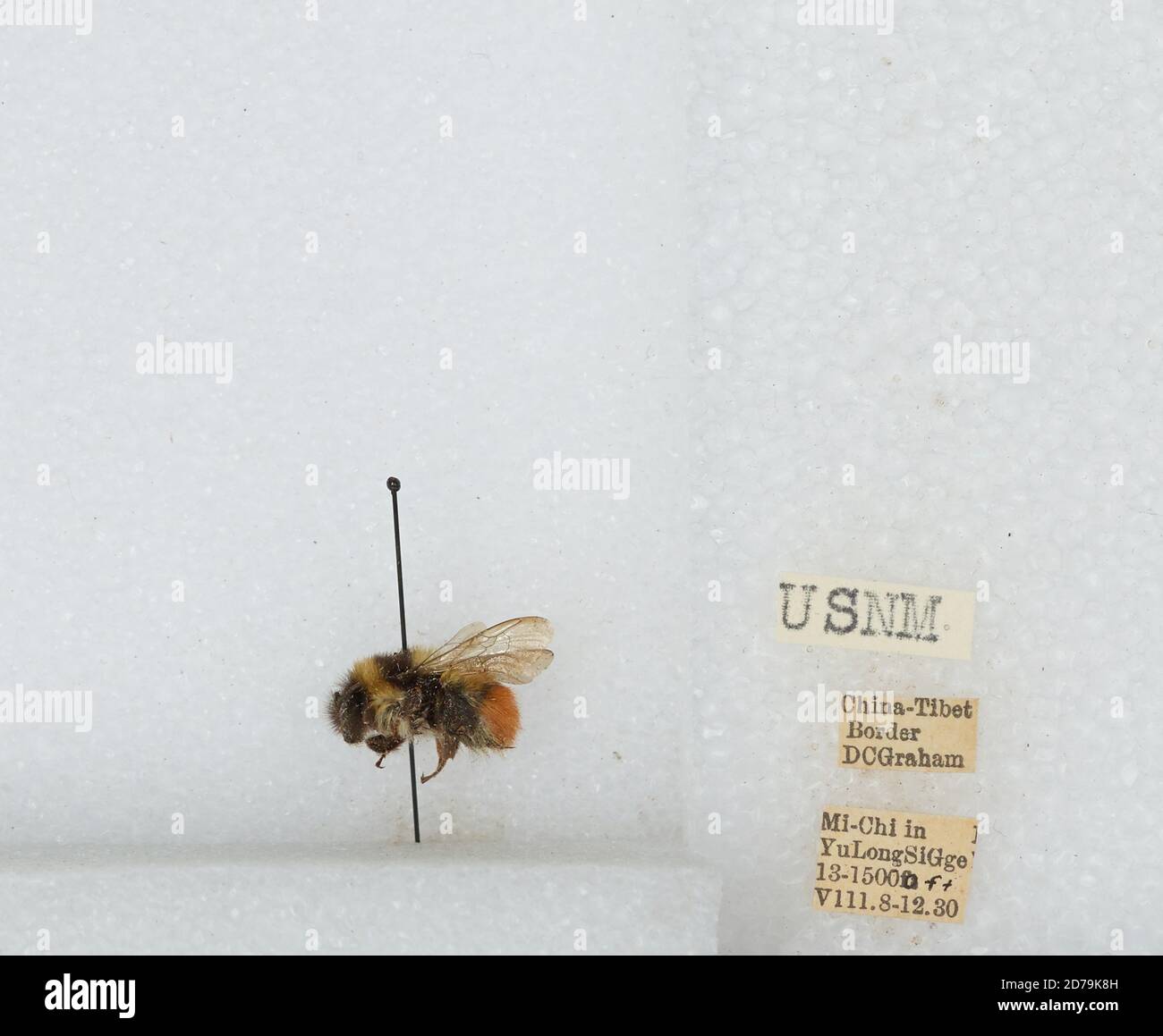 China-Tibet Border, Mi-Chi in Yu Long Si Gorge, China, Bombus sp ...