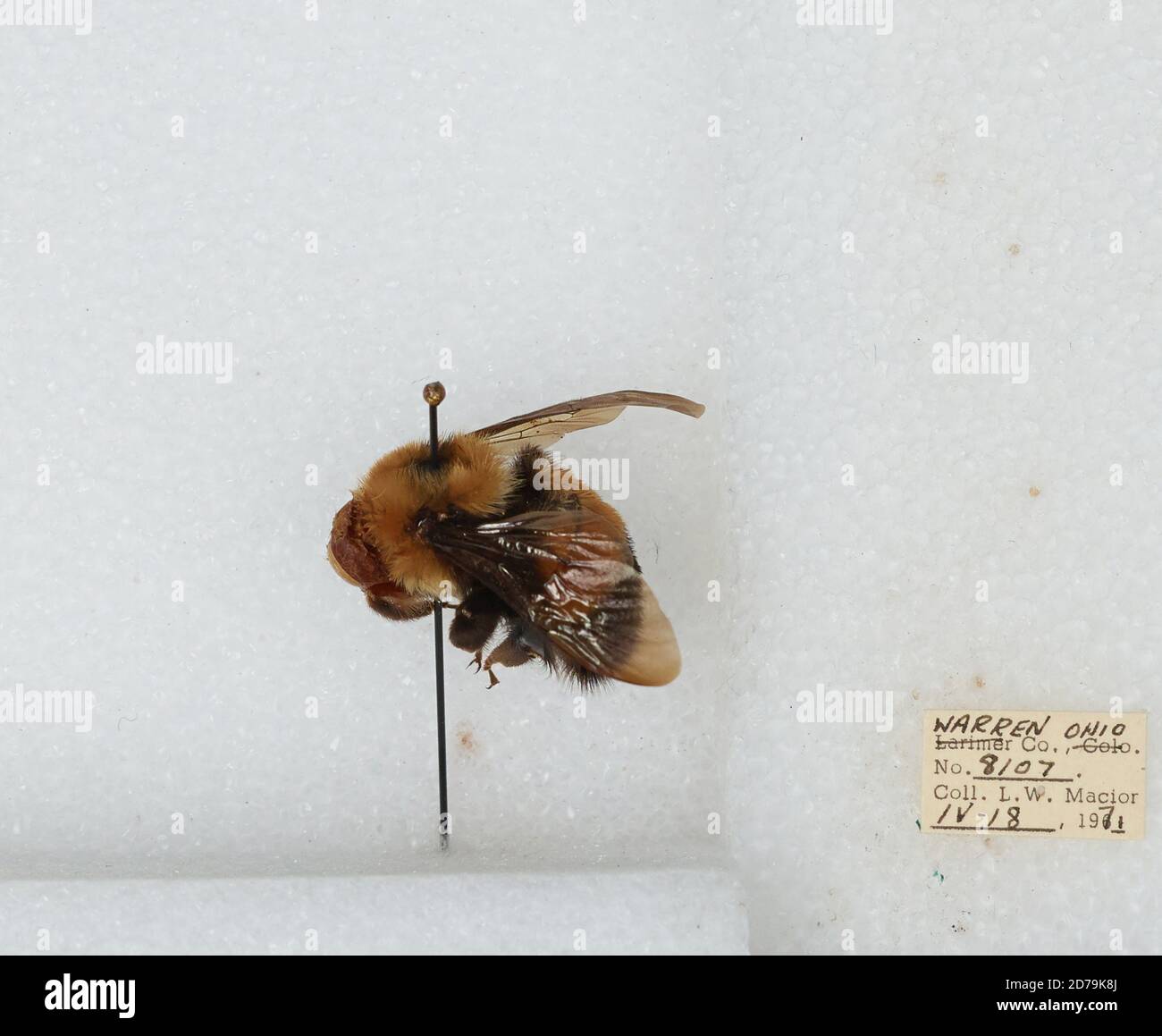 Warren, Ohio, United States, Bombus (Bombus) affinis Cresson, Animalia ...