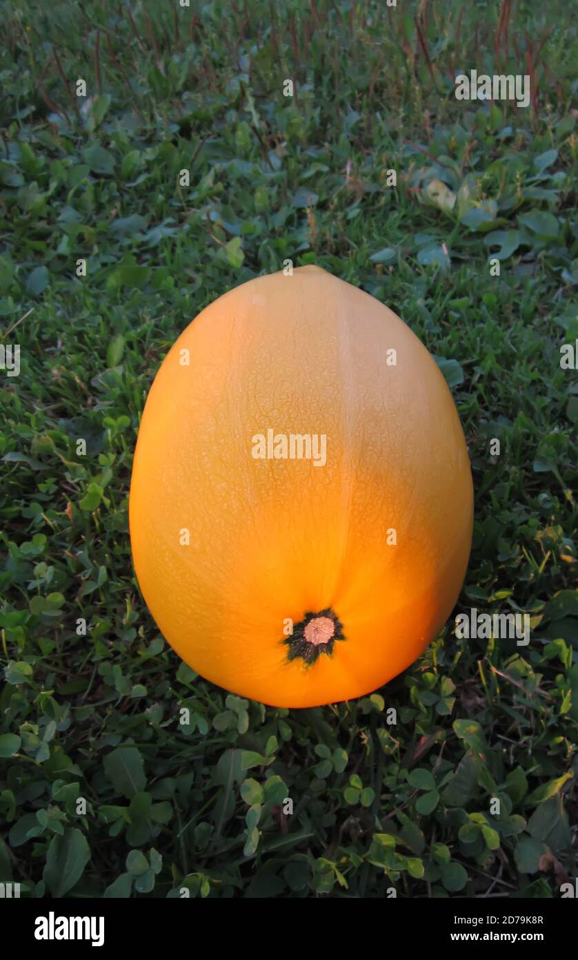 A large yellow vegetable marrow on the green grass background Stock ...