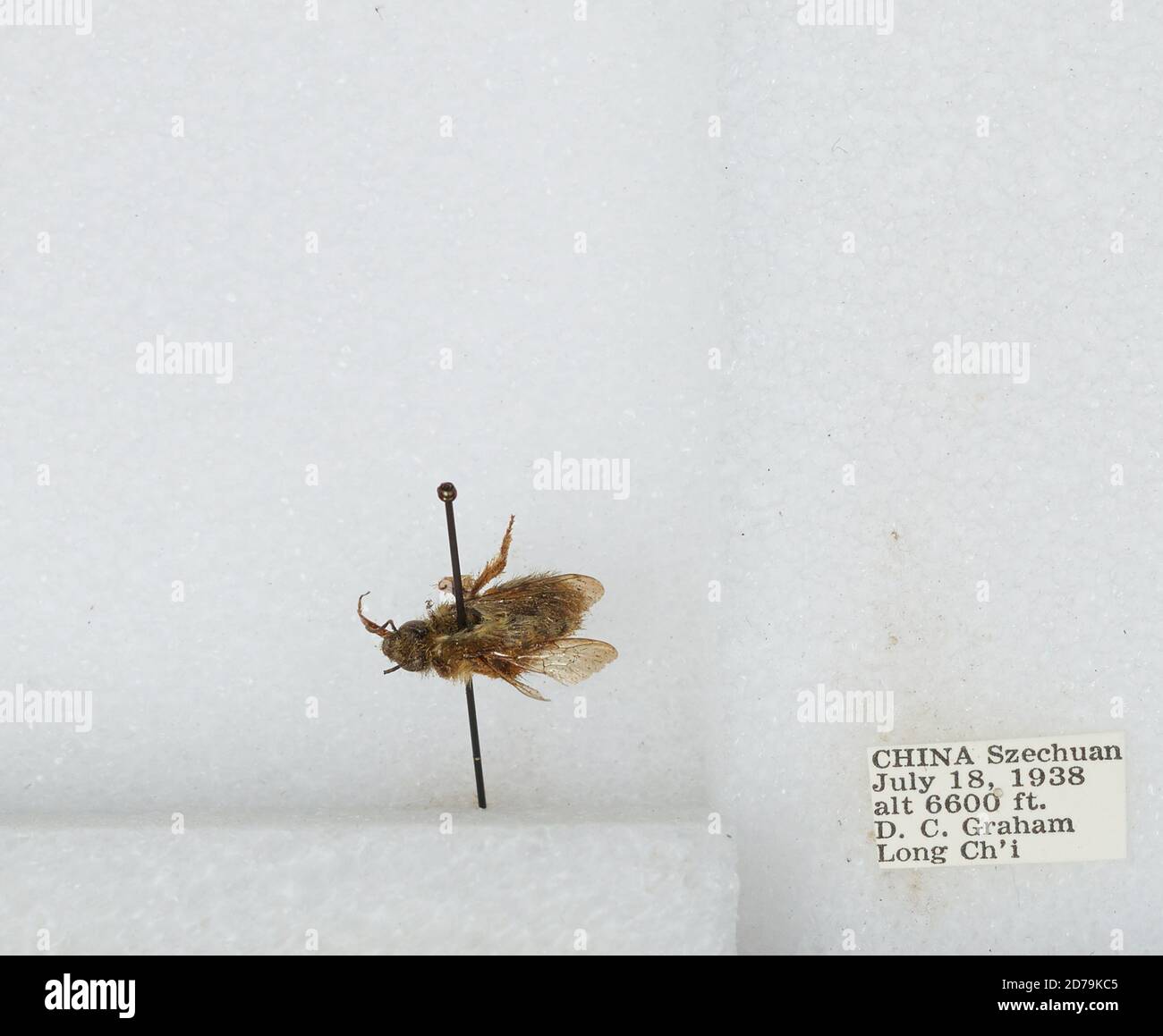 Long Ch'i, Sichuan, China, Bombus sp., Animalia, Arthropoda, Insecta ...