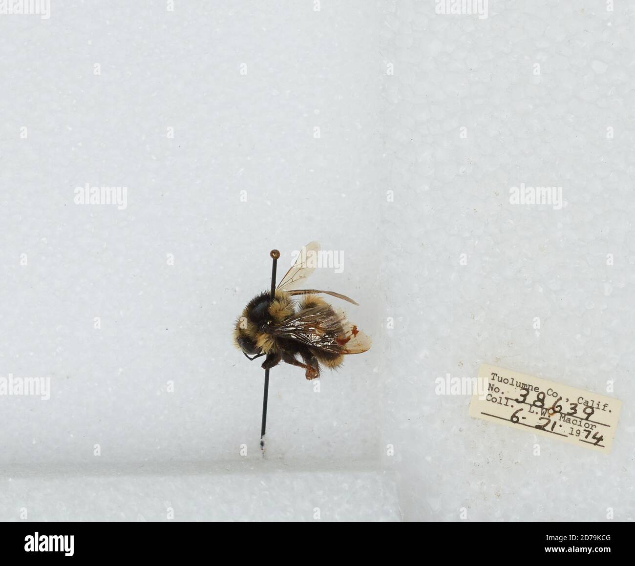 Tuolumne, California, United States, Bombus bifarius nearcticus ...