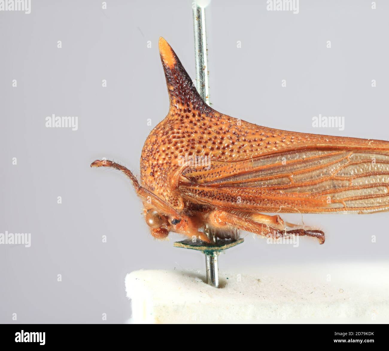 Bolivia, Aconophoroides rectispina Funkhouser, 1914, Animalia ...