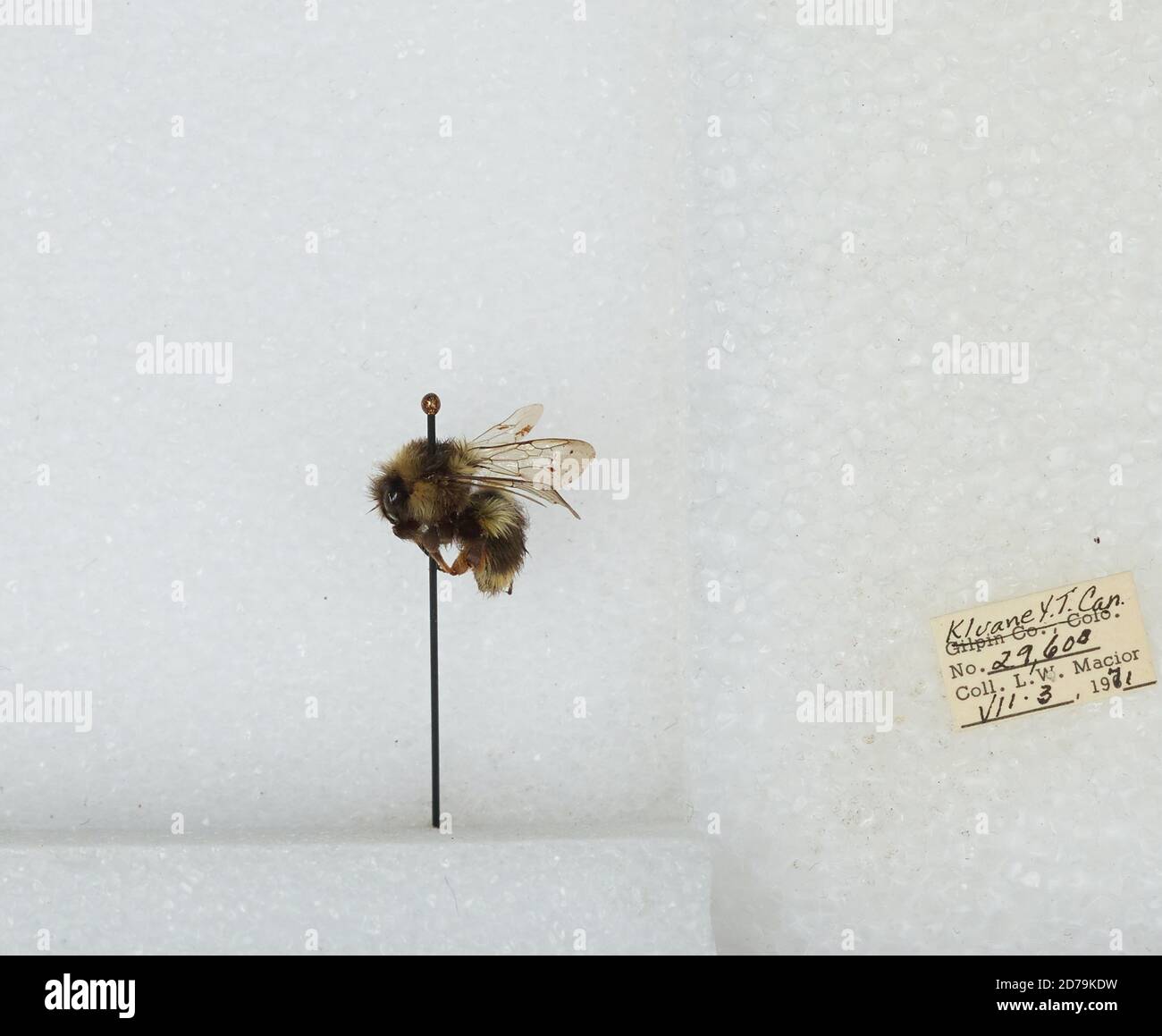 Kluane, Yukon Territory, Canada, Bombus bifarius nearcticus, Animalia ...