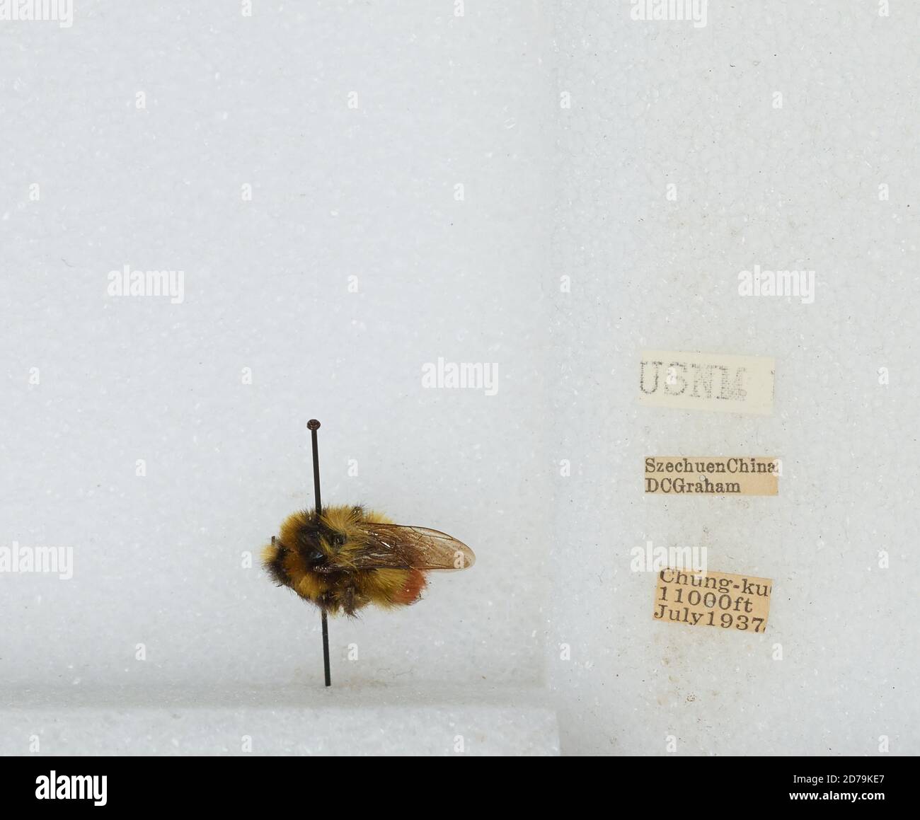 Chung-ku, Sichuan, China, Bombus sp., Animalia, Arthropoda, Insecta ...