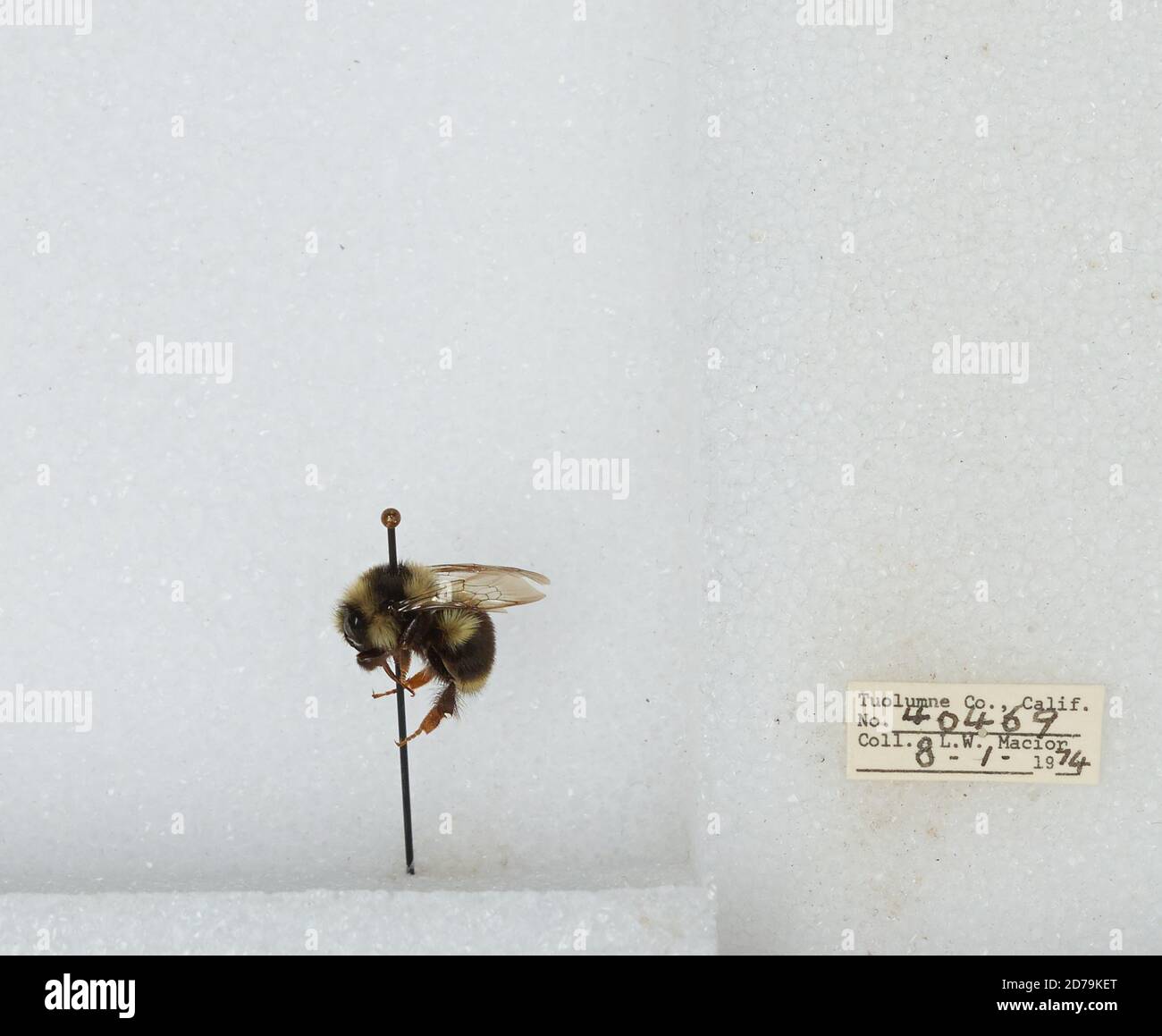 Tuolumne, California, United States, Bombus bifarius nearcticus ...