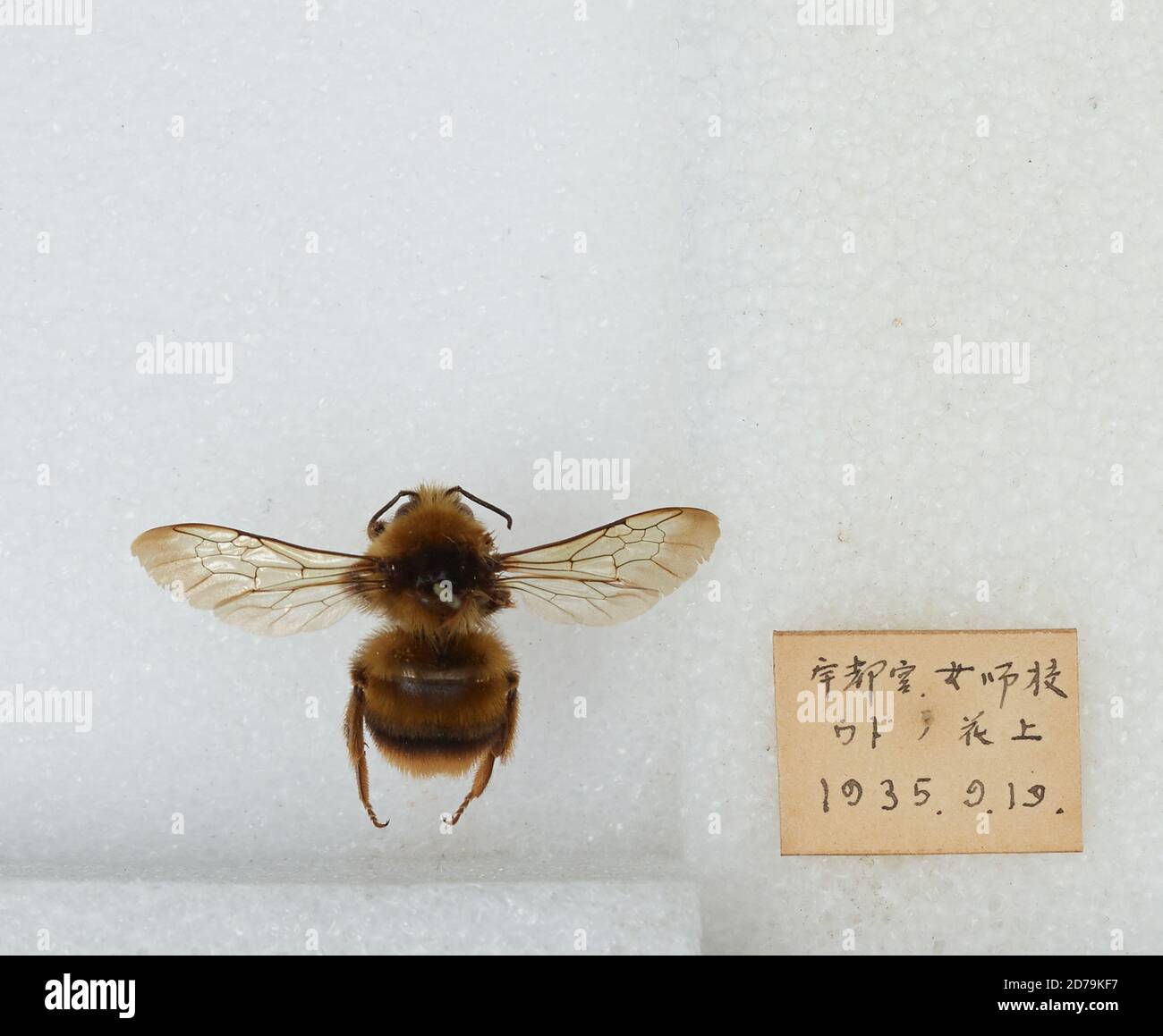 Bombus sp., Animalia, Arthropoda, Insecta, Hymenoptera, Apidae, Apinae ...