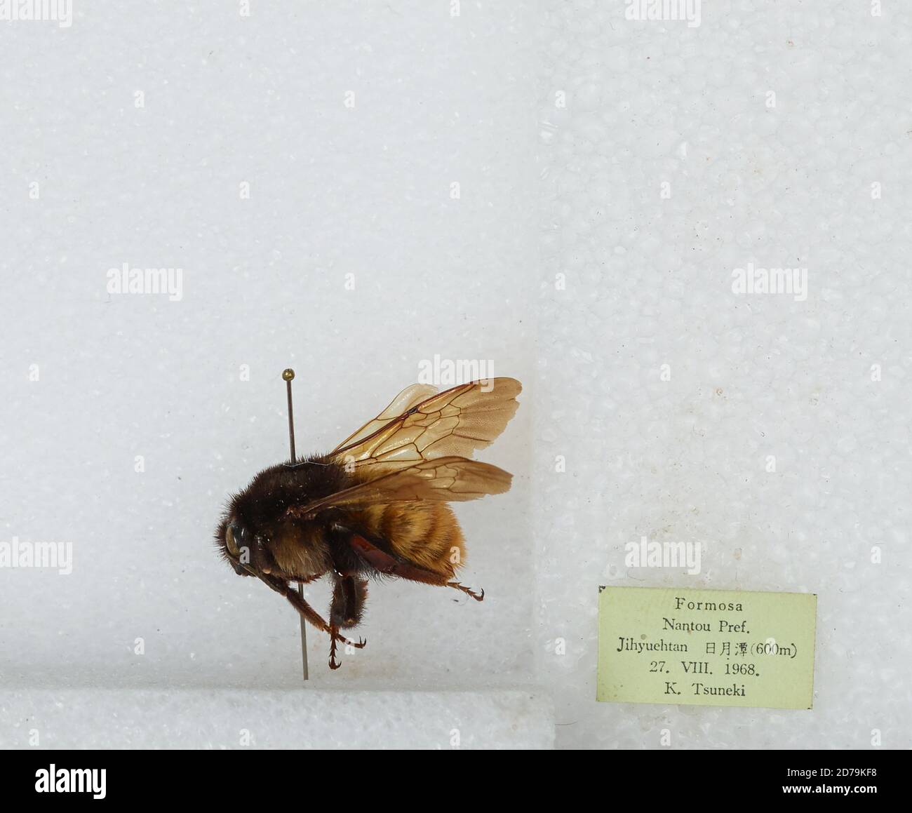 Jihyuehtan, Nantou, Taiwan, Bombus sp., Animalia, Arthropoda, Insecta ...
