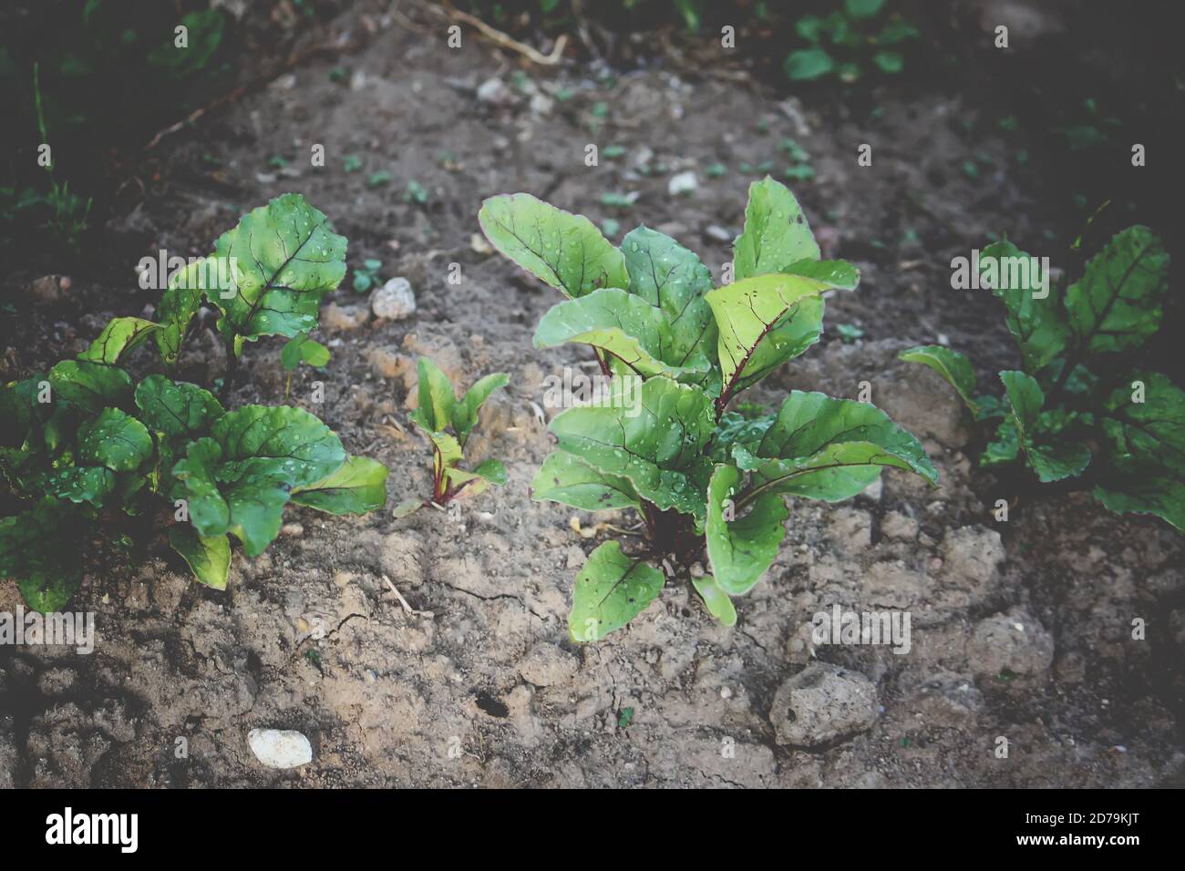 Beet plants growing in the kitchen-garden Stock Photo - Alamy