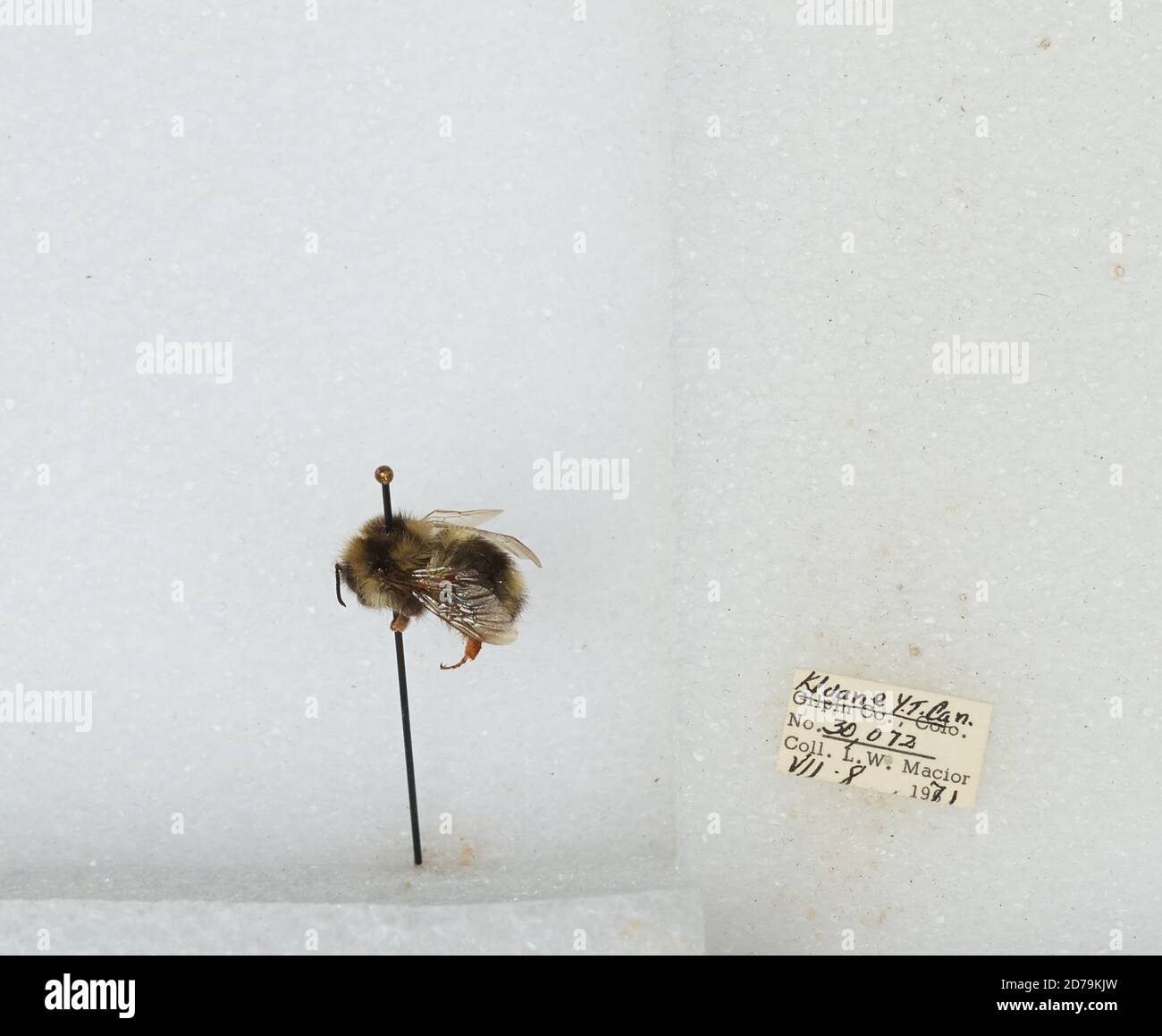 Kluane, Yukon Territory, Canada, Bombus bifarius nearcticus, Animalia ...