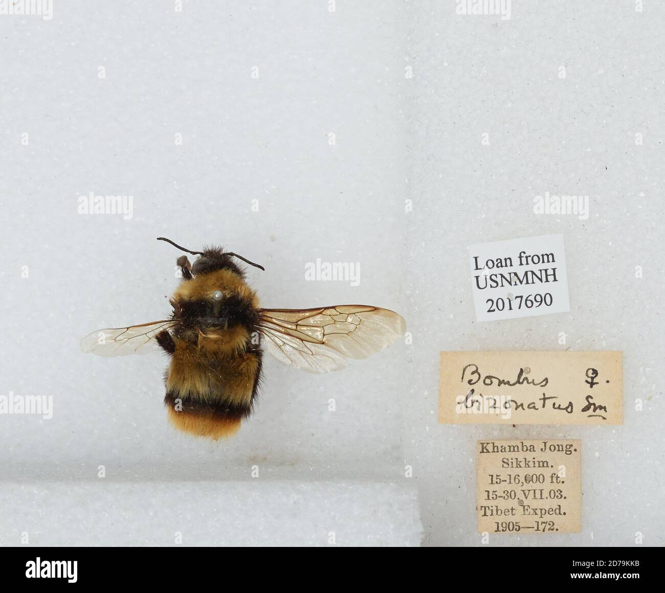 Khamba Jong. Sikkim., Tibet Autonomous Region, China, Bombus sp ...