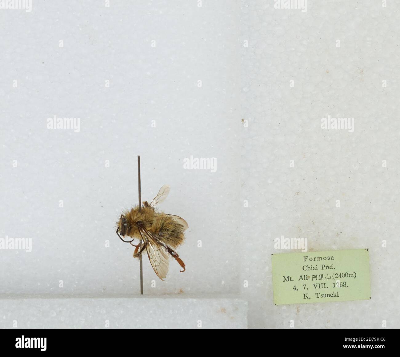 Mt. Ali, Chiai, Taiwan, Bombus sp., Animalia, Arthropoda, Insecta ...
