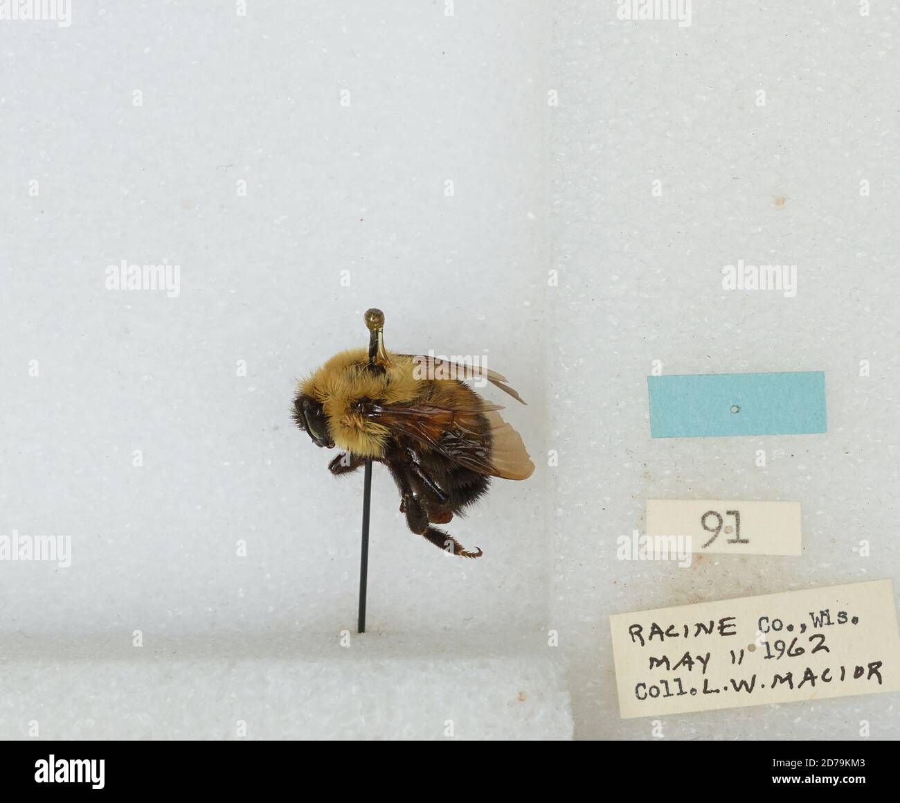 Racine, Wisconsin, United States, Bombus (Pyrobombus) bimaculatus ...