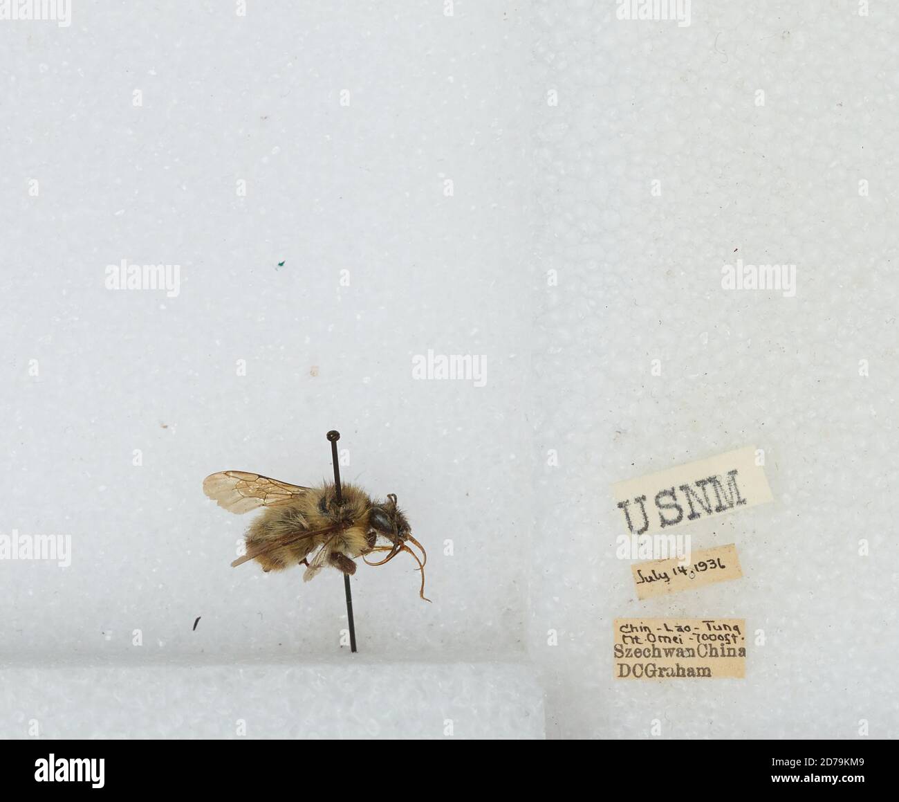 Chin-Lao-Tung, Mt. Emei, Sichuan, China, Bombus sp., Animalia ...