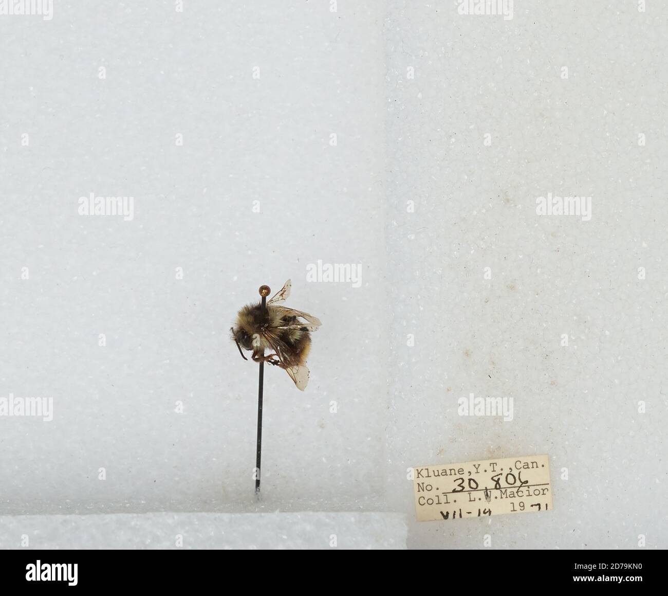 Kluane, Yukon Territory, Canada, Bombus bifarius nearcticus, Animalia ...