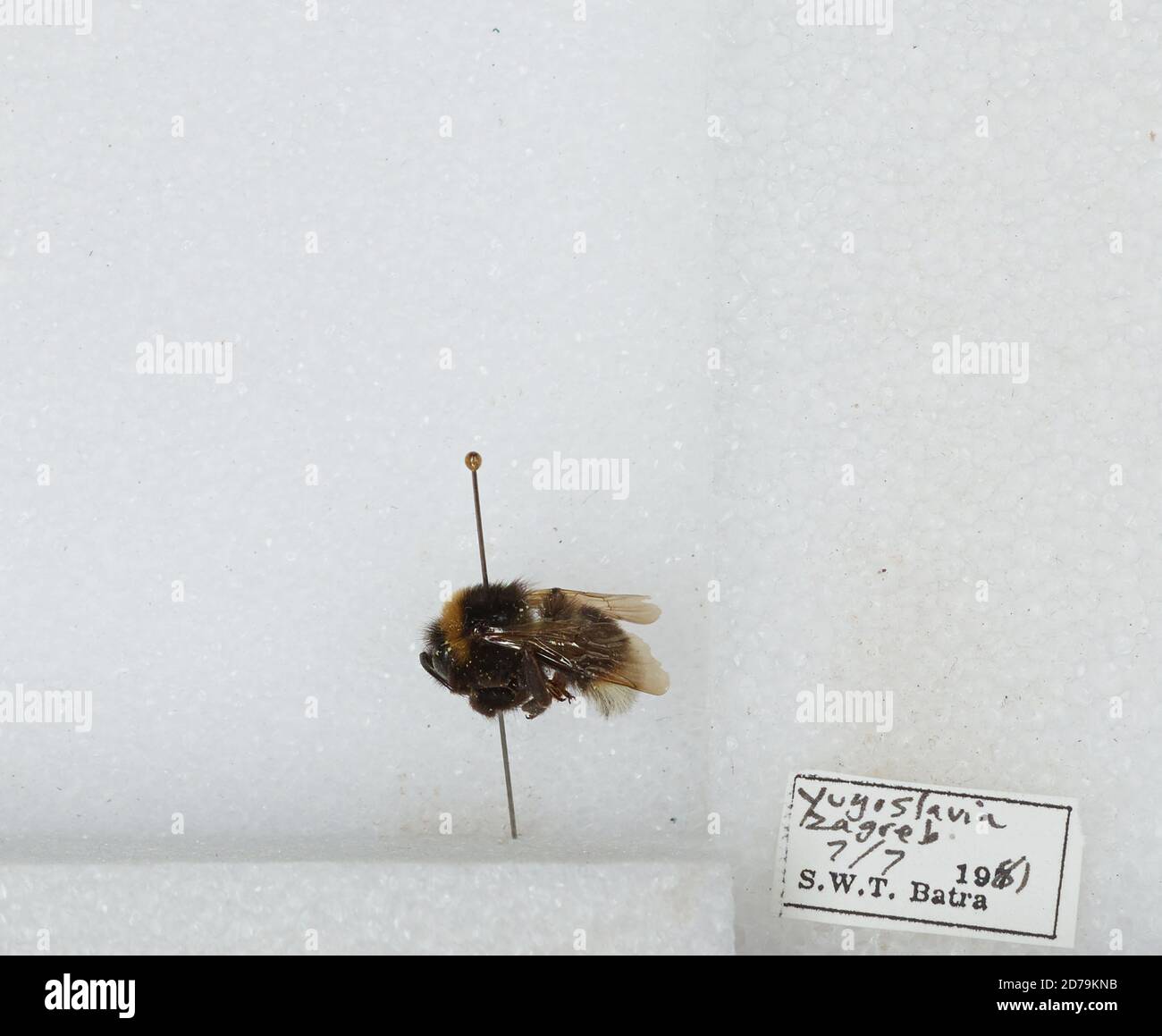 Zagreb, Grad Zagreb, Croatia, Bombus sp., Animalia, Arthropoda, Insecta ...