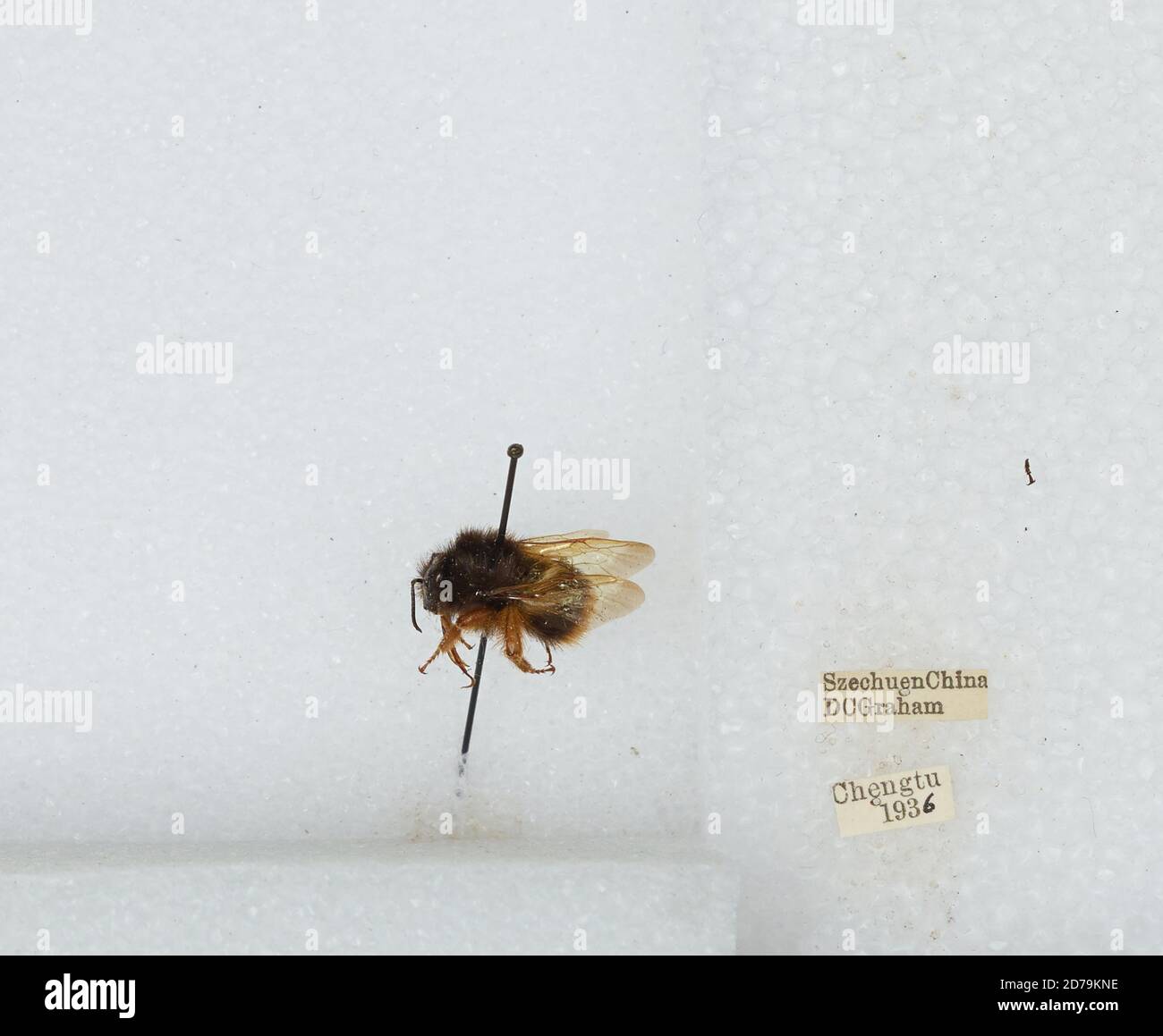 Chengdu, Sichuan, China, Bombus sp., Animalia, Arthropoda, Insecta ...