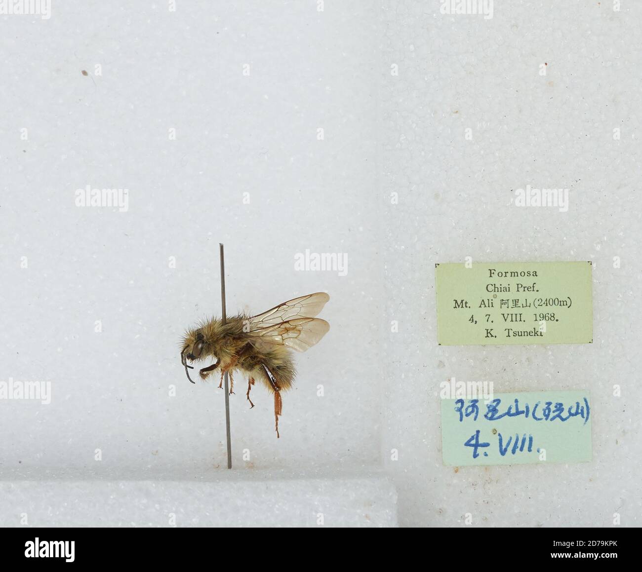 Mt. Ali, Chiai, Taiwan, Bombus sp., Animalia, Arthropoda, Insecta ...