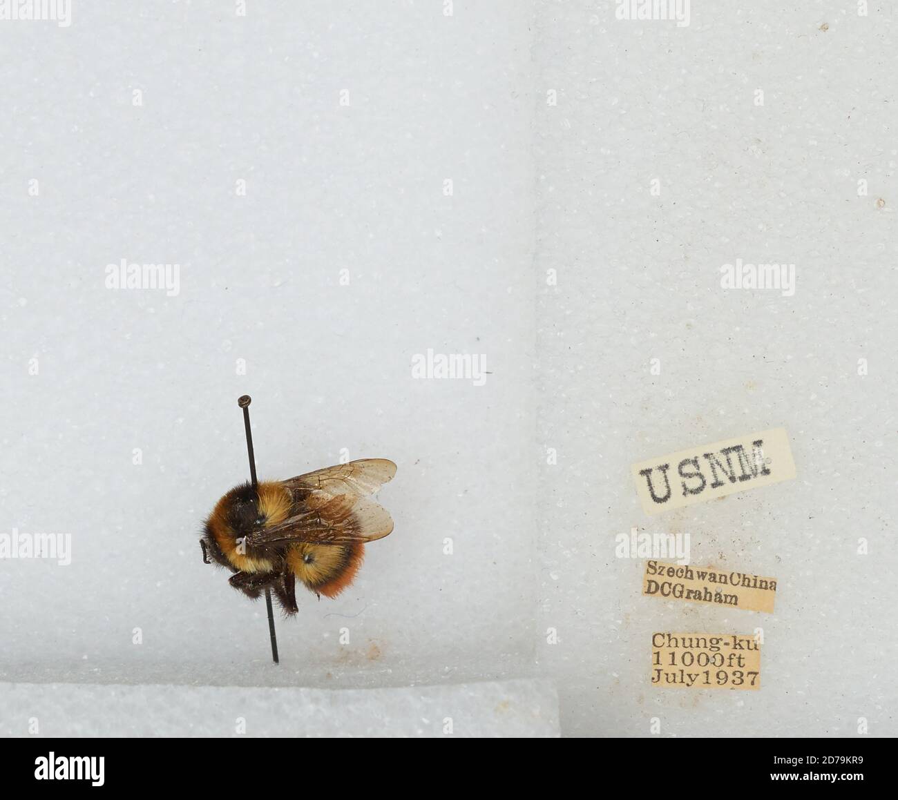 Chung-ku, Sichuan, China, Bombus sp., Animalia, Arthropoda, Insecta ...