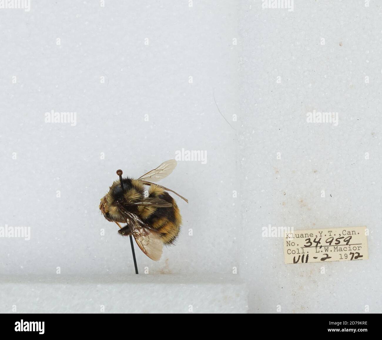 Kluane, Yukon Territory, Canada, Bombus bifarius nearcticus, Animalia ...