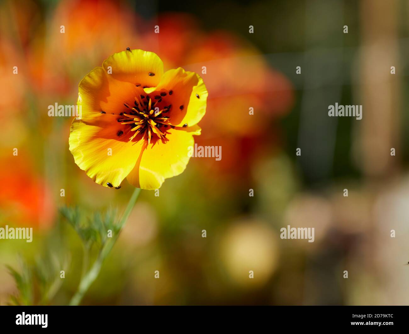 July and an infestation of pollen beetles on a Californian Poppy flower ...