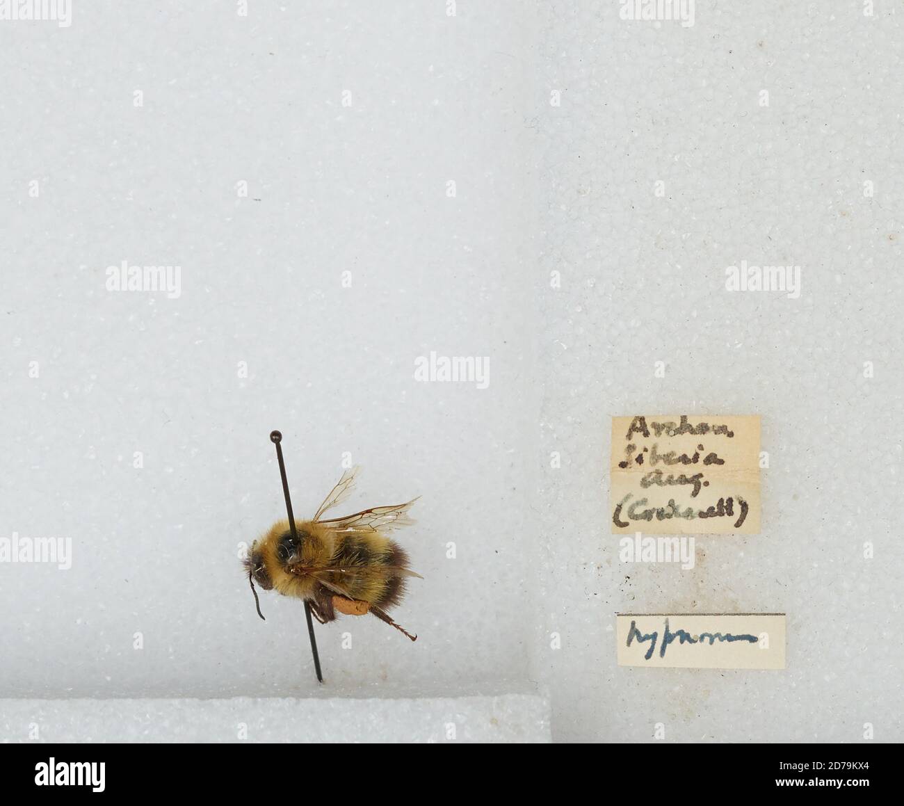 Arzhan, Siberia, Tyva, Russia, Bombus sp., Animalia, Arthropoda ...