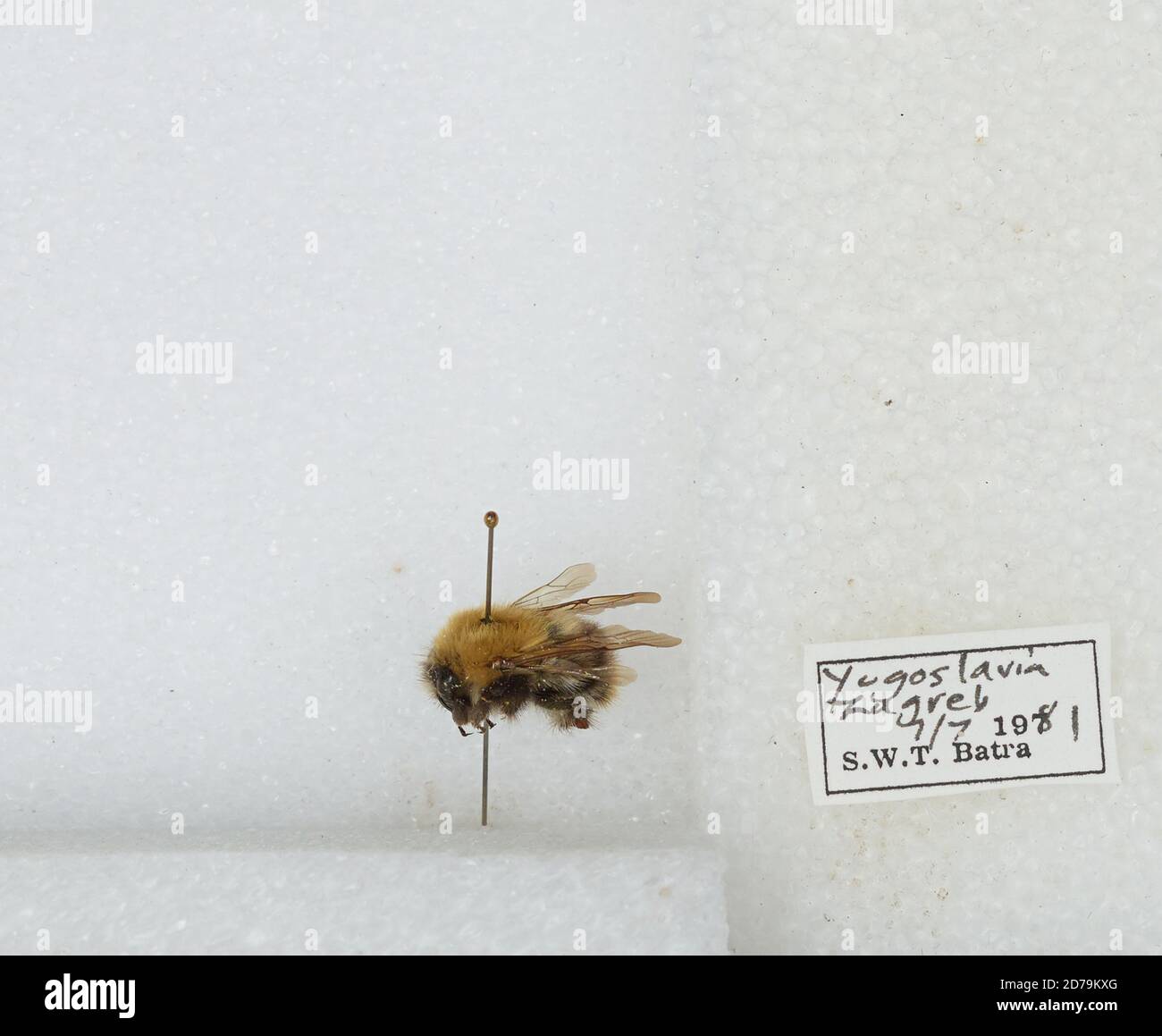 Zagreb, Grad Zagreb, Croatia, Bombus sp., Animalia, Arthropoda, Insecta ...