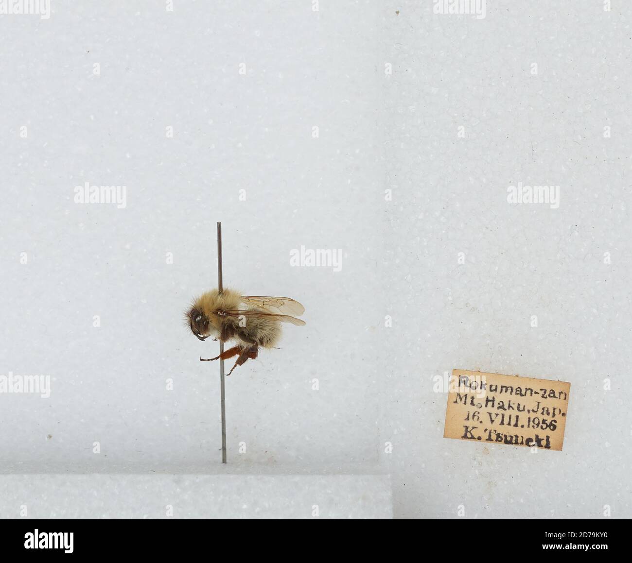 Rokuman-zan, Mount Haku, Japan, Bombus sp., Animalia, Arthropoda ...