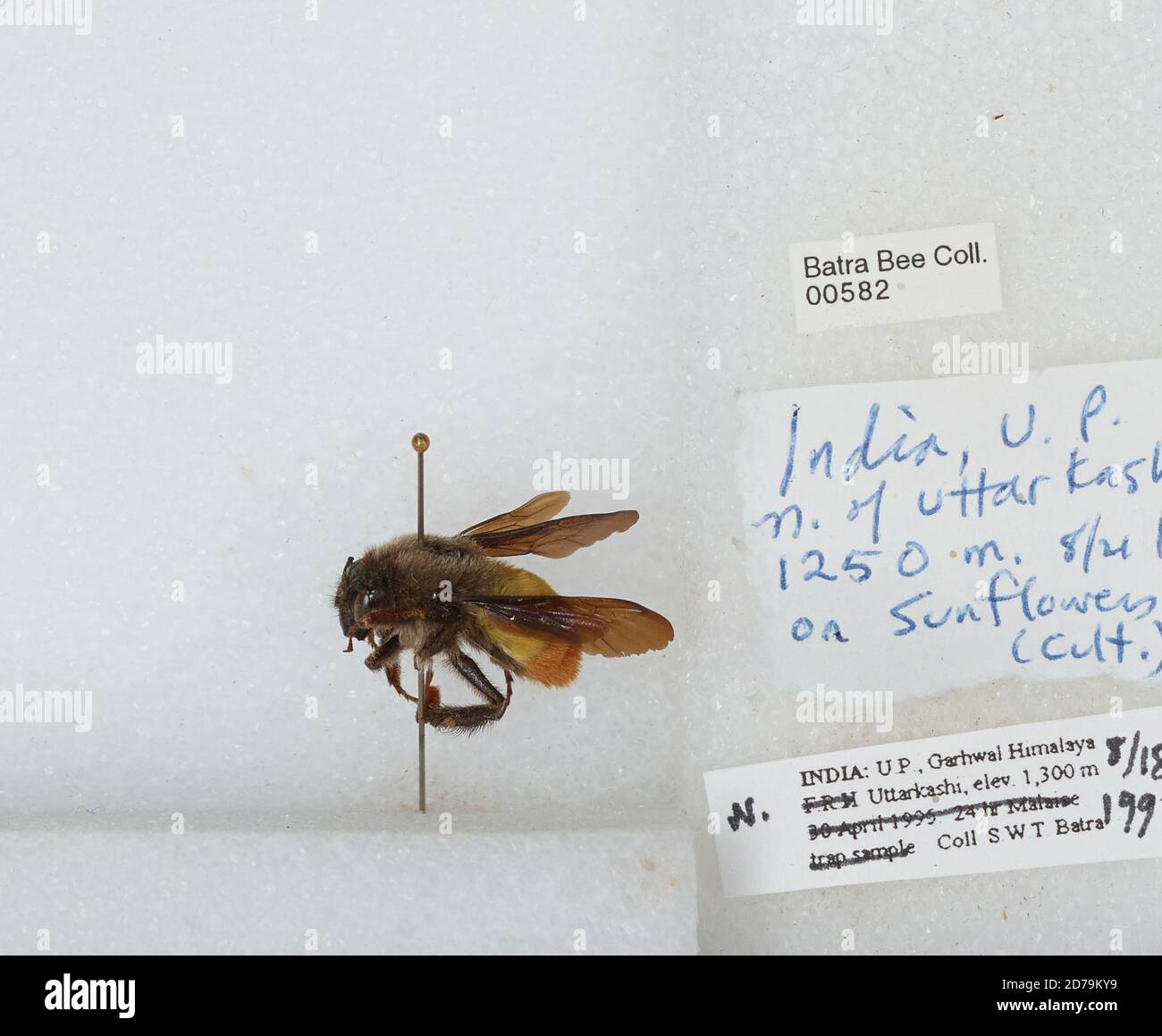 Uttarkashi, Uttarakhand, India, Bombus sp., Animalia, Arthropoda ...