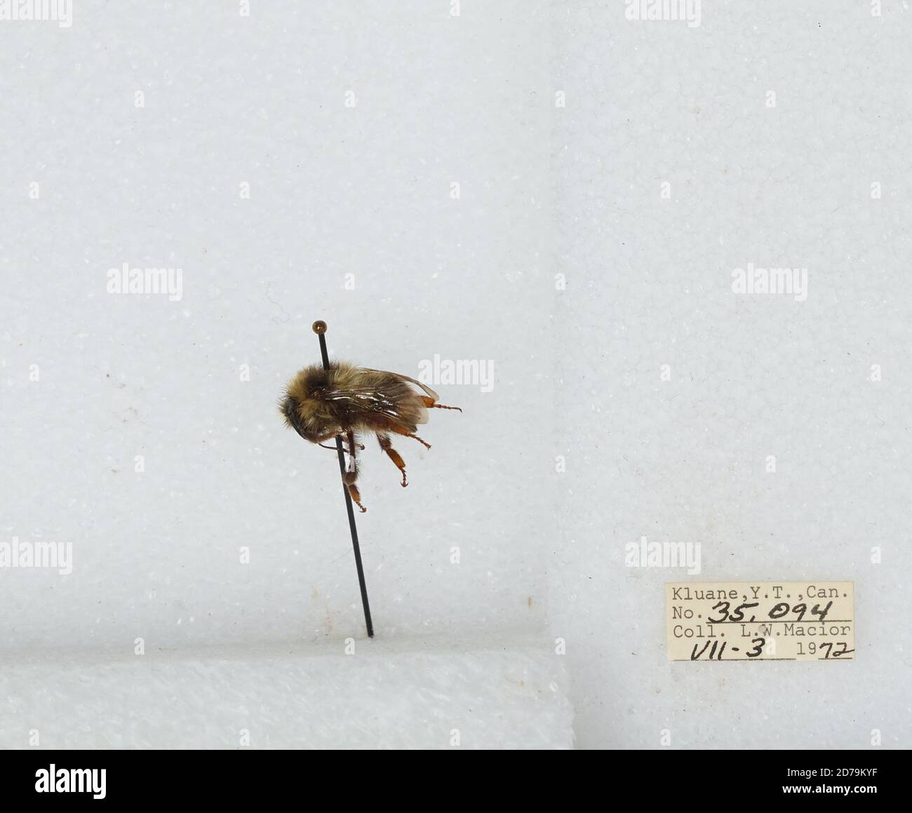 Kluane, Yukon Territory, Canada, Bombus bifarius nearcticus, Animalia ...
