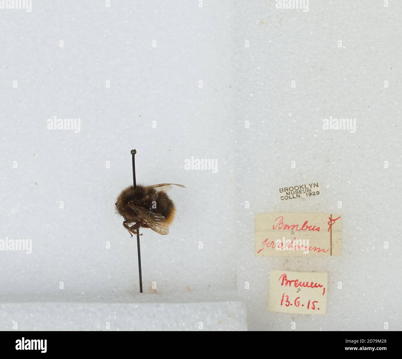 Bremen, Germany, Bombus sp., Animalia, Arthropoda, Insecta, Hymenoptera ...