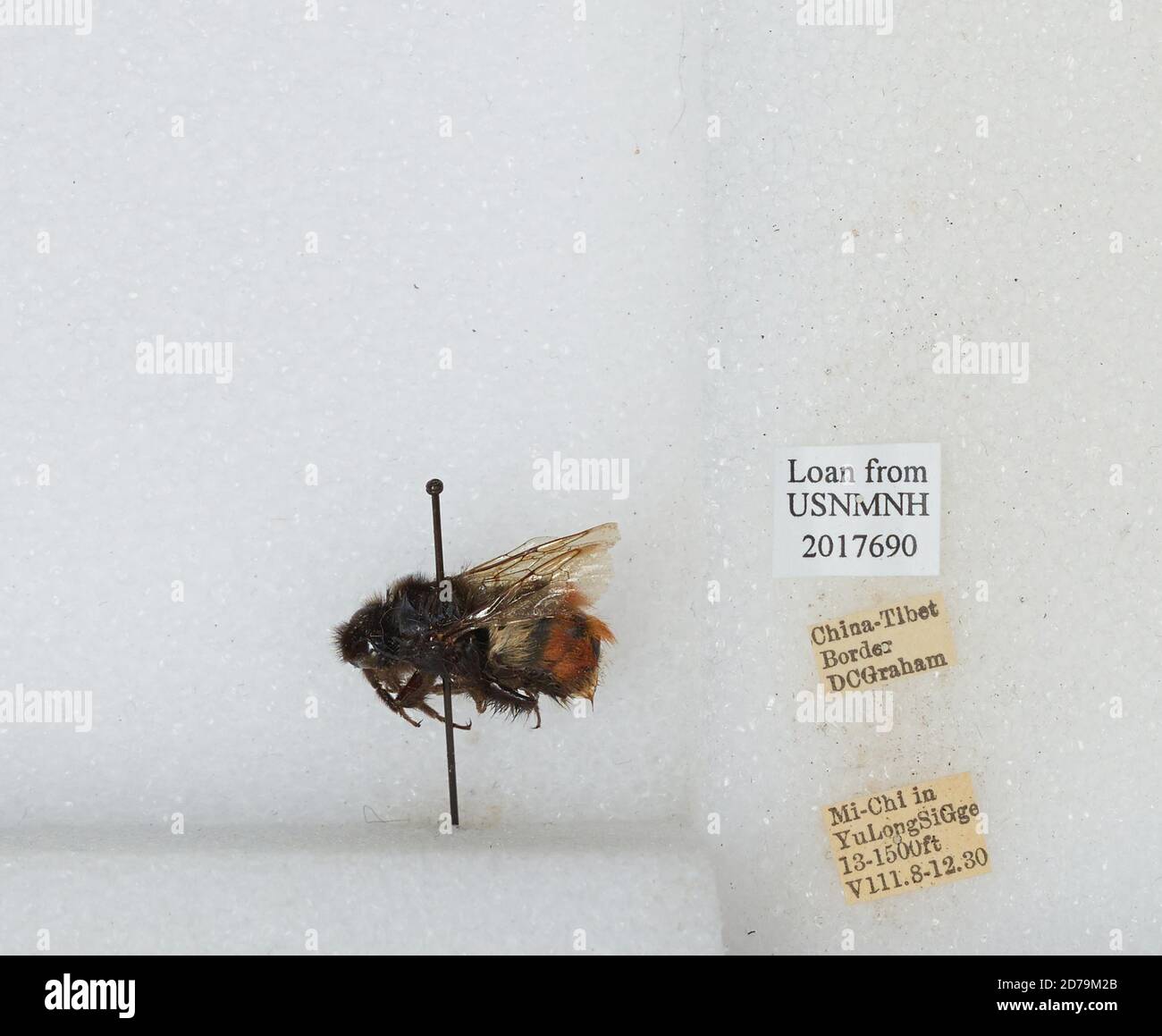 Mi-Chi in Yu Long Si Gorge, China-Tibet border, China, Bombus sp ...