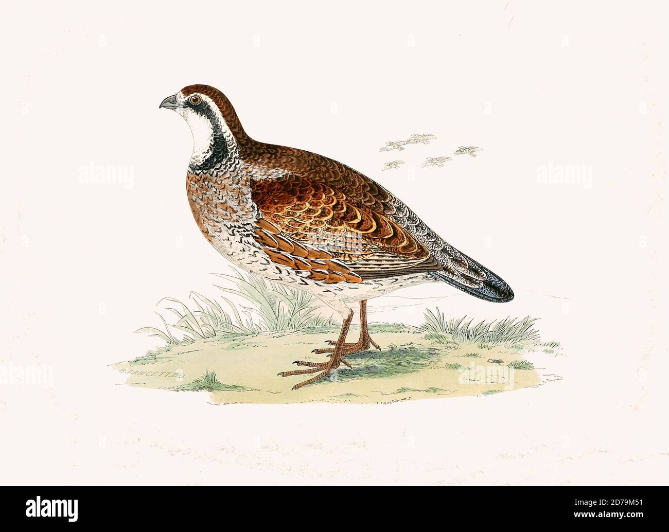 Partridge shoot illustration hi-res stock photography and images - Alamy