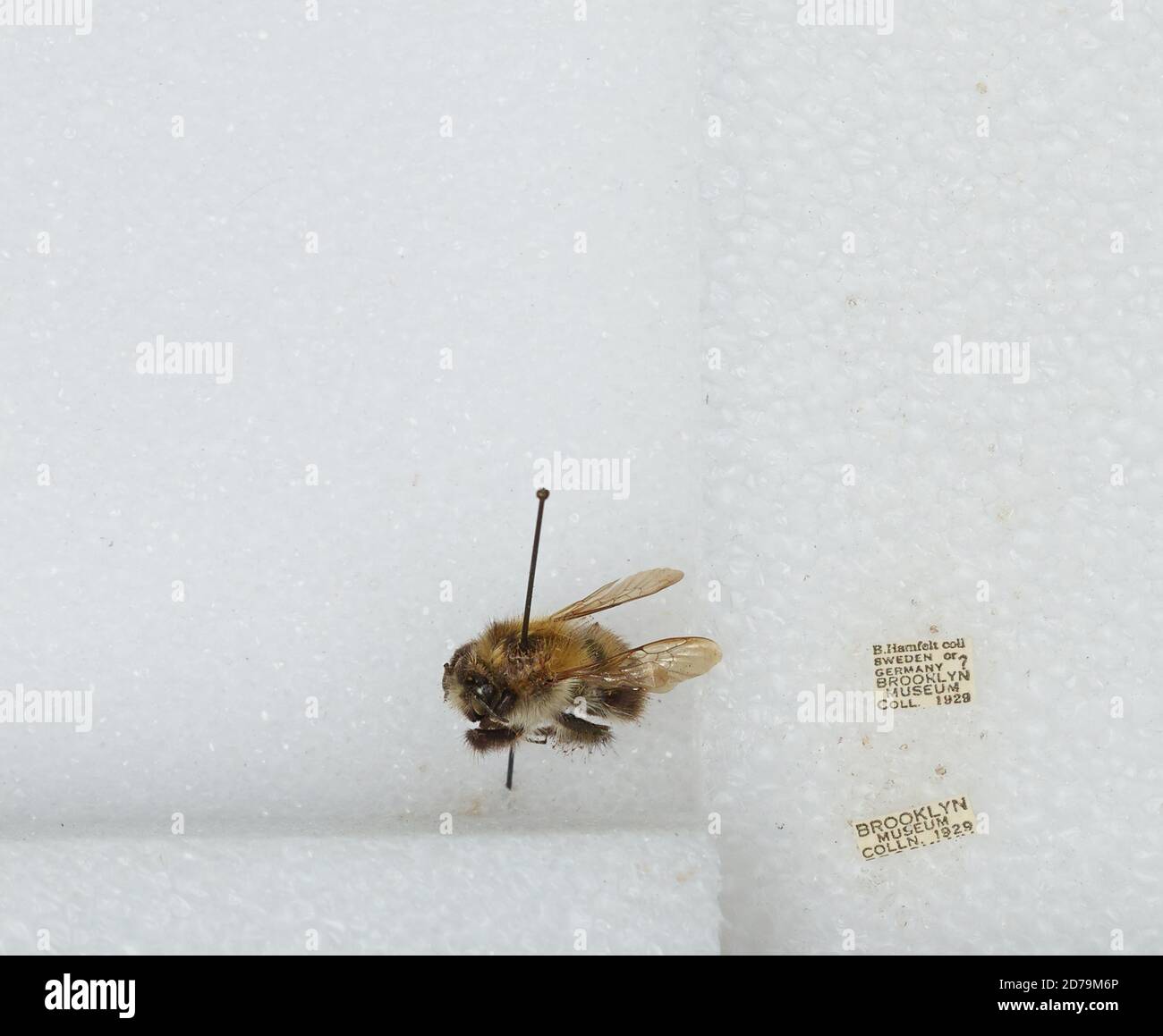 Sweden or Germany, Bombus sp., Animalia, Arthropoda, Insecta ...