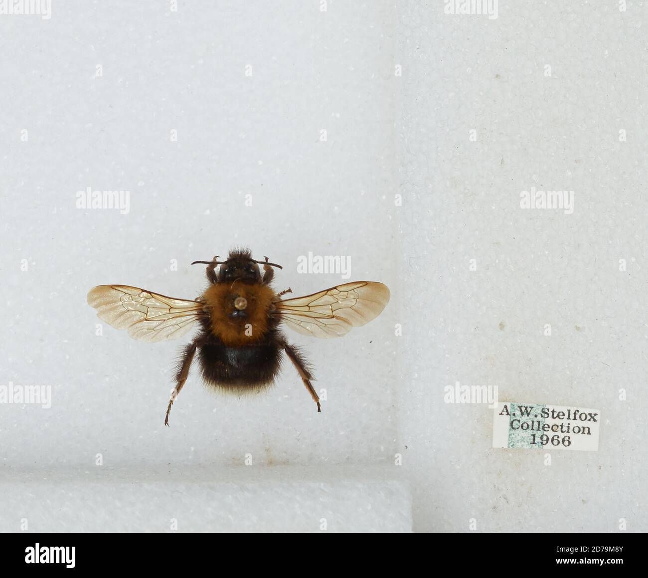 Bombus sp., Animalia, Arthropoda, Insecta, Hymenoptera, Apidae, Apinae ...